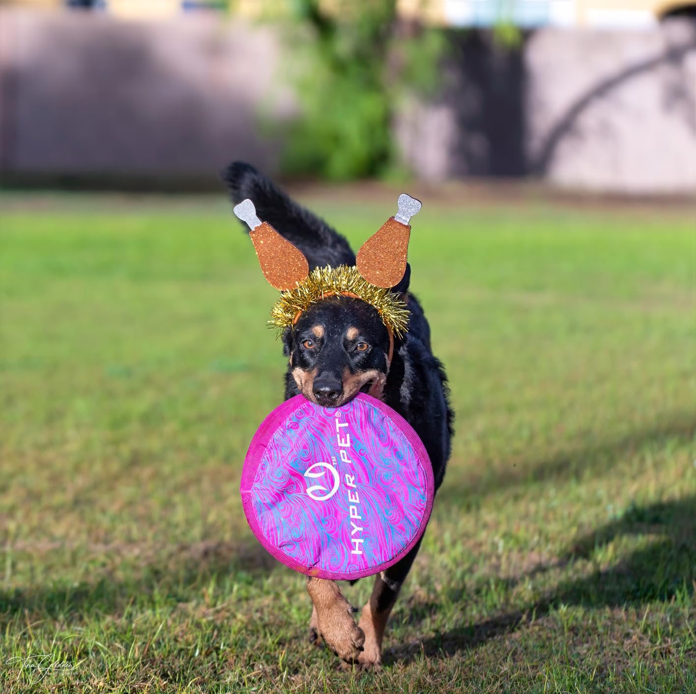 12 Best Dog Frisbees (June 2026) Top-Rated Discs Tested & Reviewed