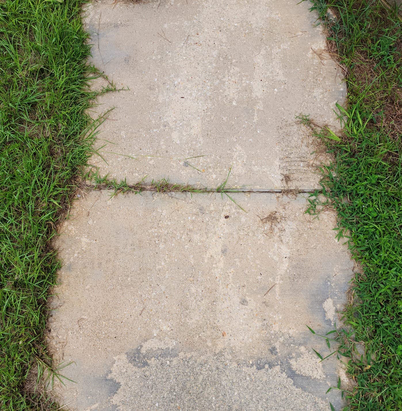 12 Best Lawn Edgers (June 2026) Complete Buying Guide