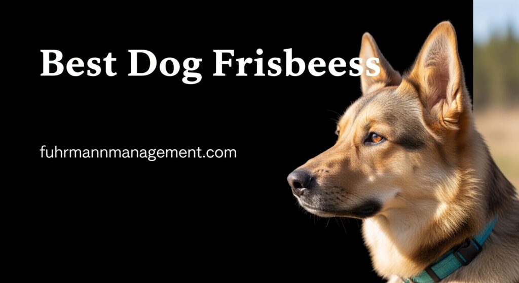 12 Best Dog Frisbees (June 2026) Top-Rated Discs Tested & Reviewed