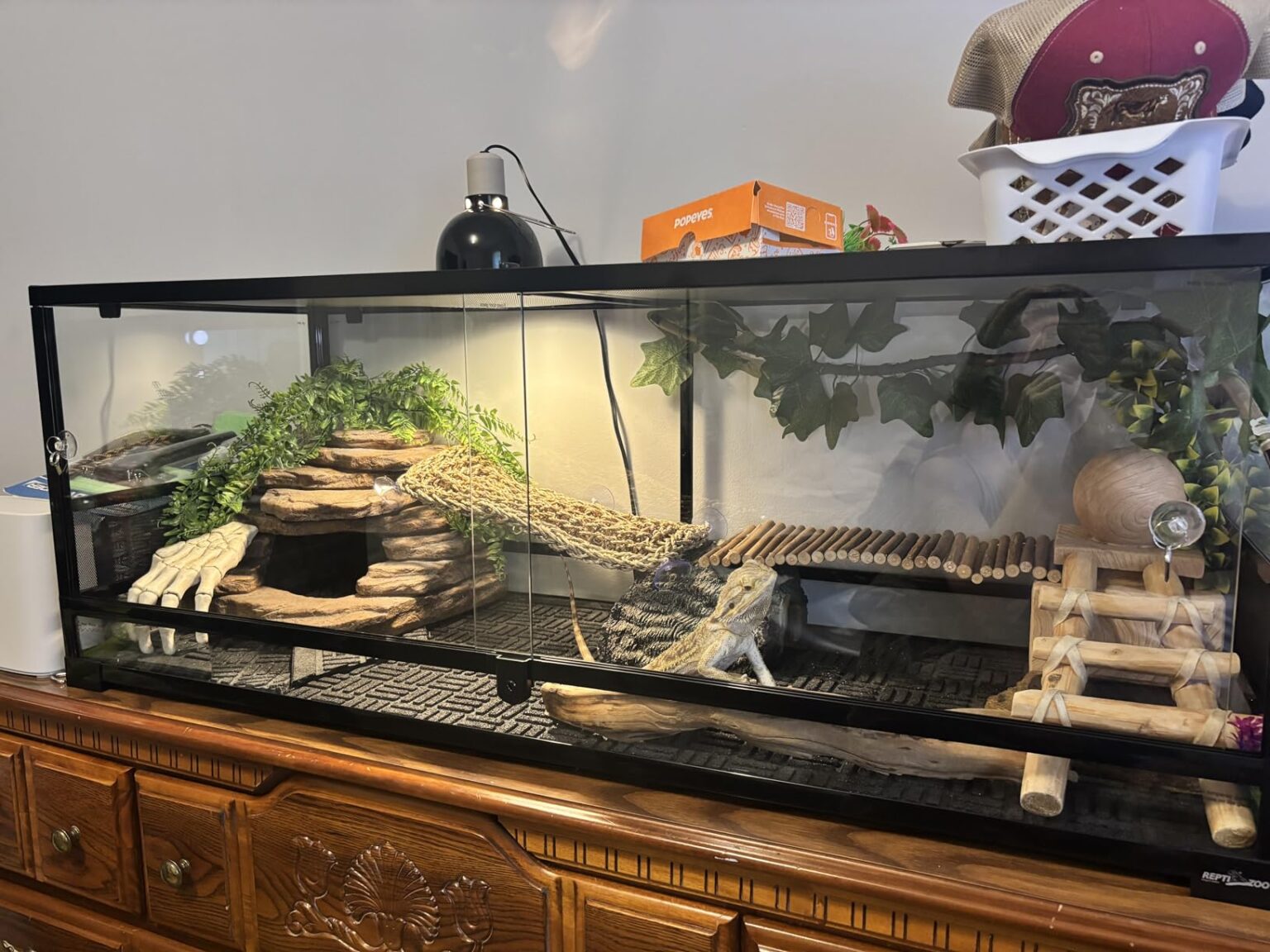 14 Best Bioactive Vivarium Enclosures (July 2026) Expert Reviews